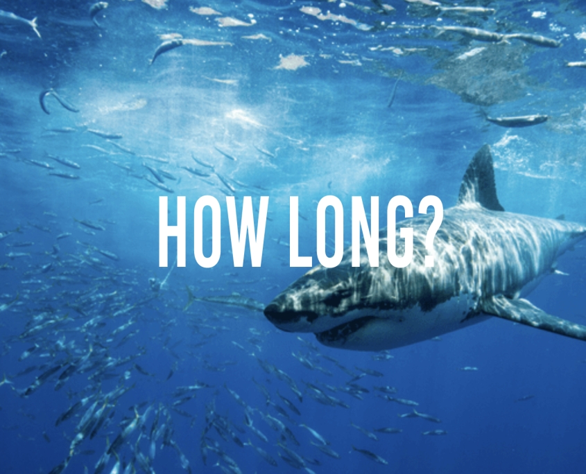 Susie Shellenberger – author and speaker