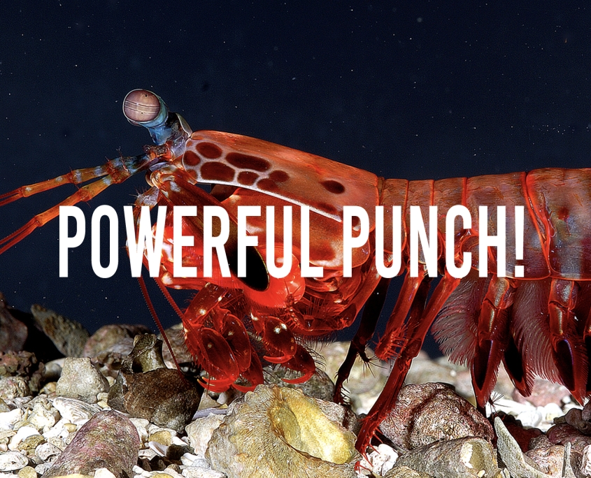 Susie Shellenberger – author and speaker